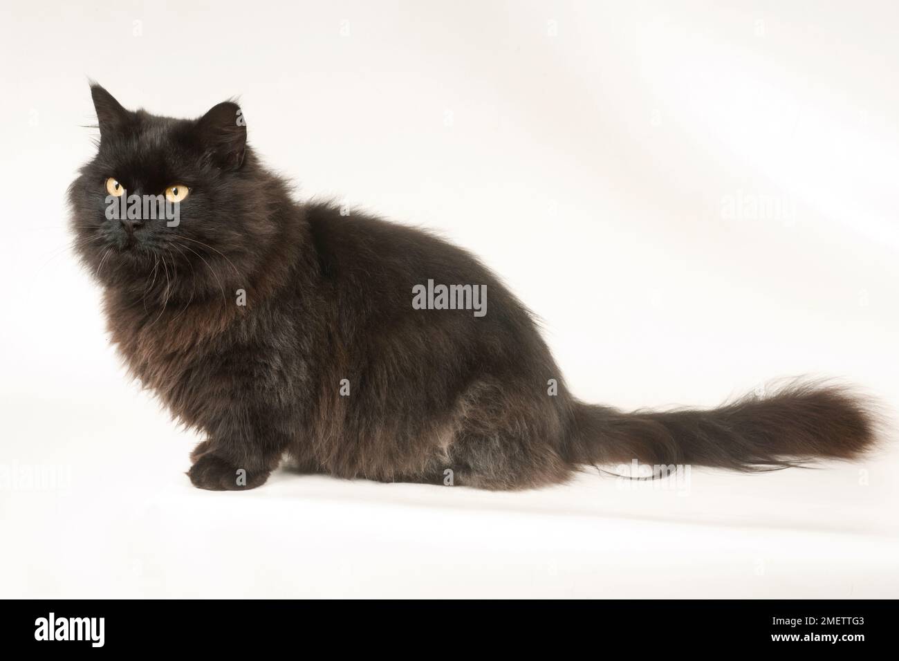 Munchkin longhair hi-res stock photography and images - Alamy