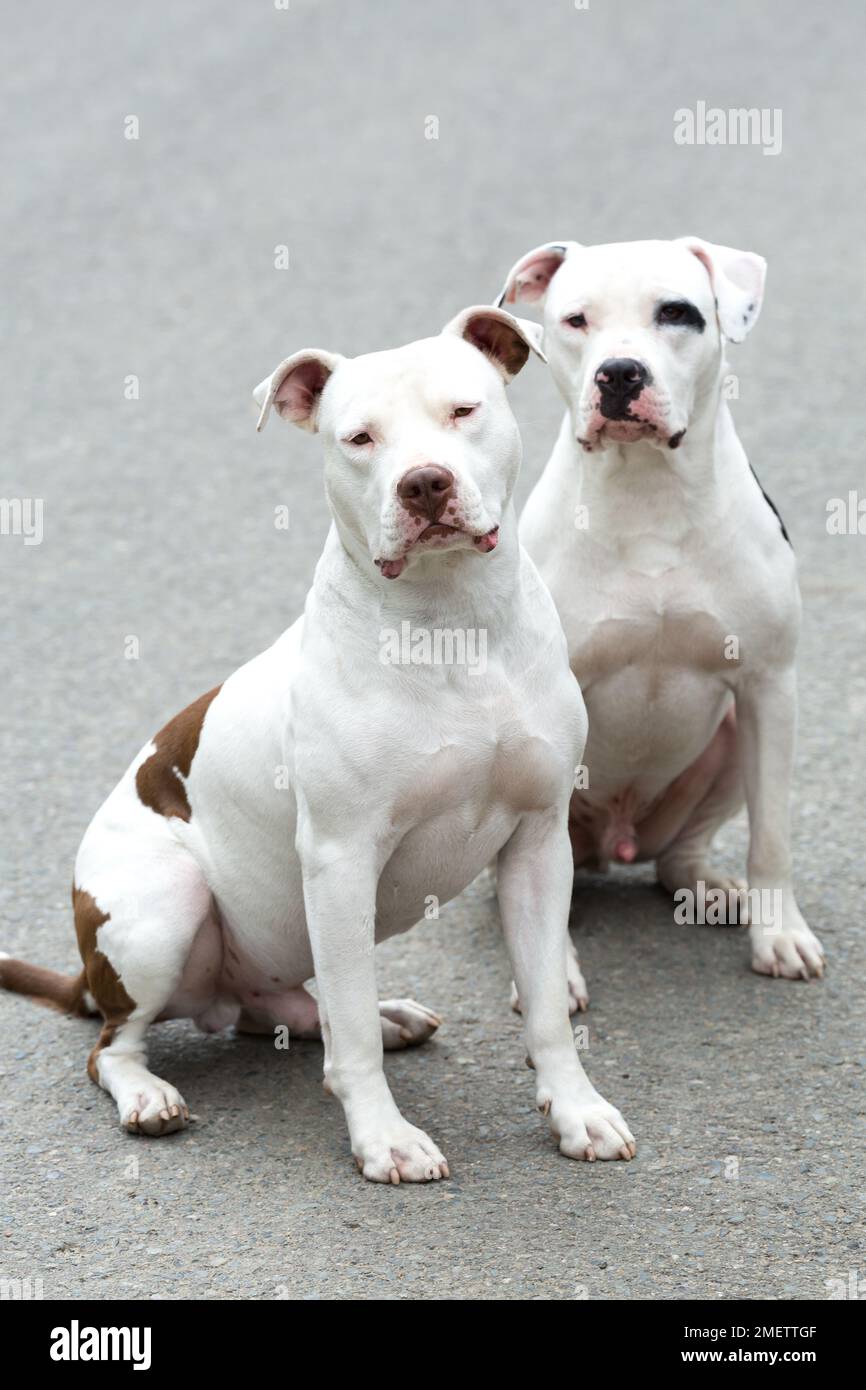Angry pitbull hi-res stock photography and images - Alamy