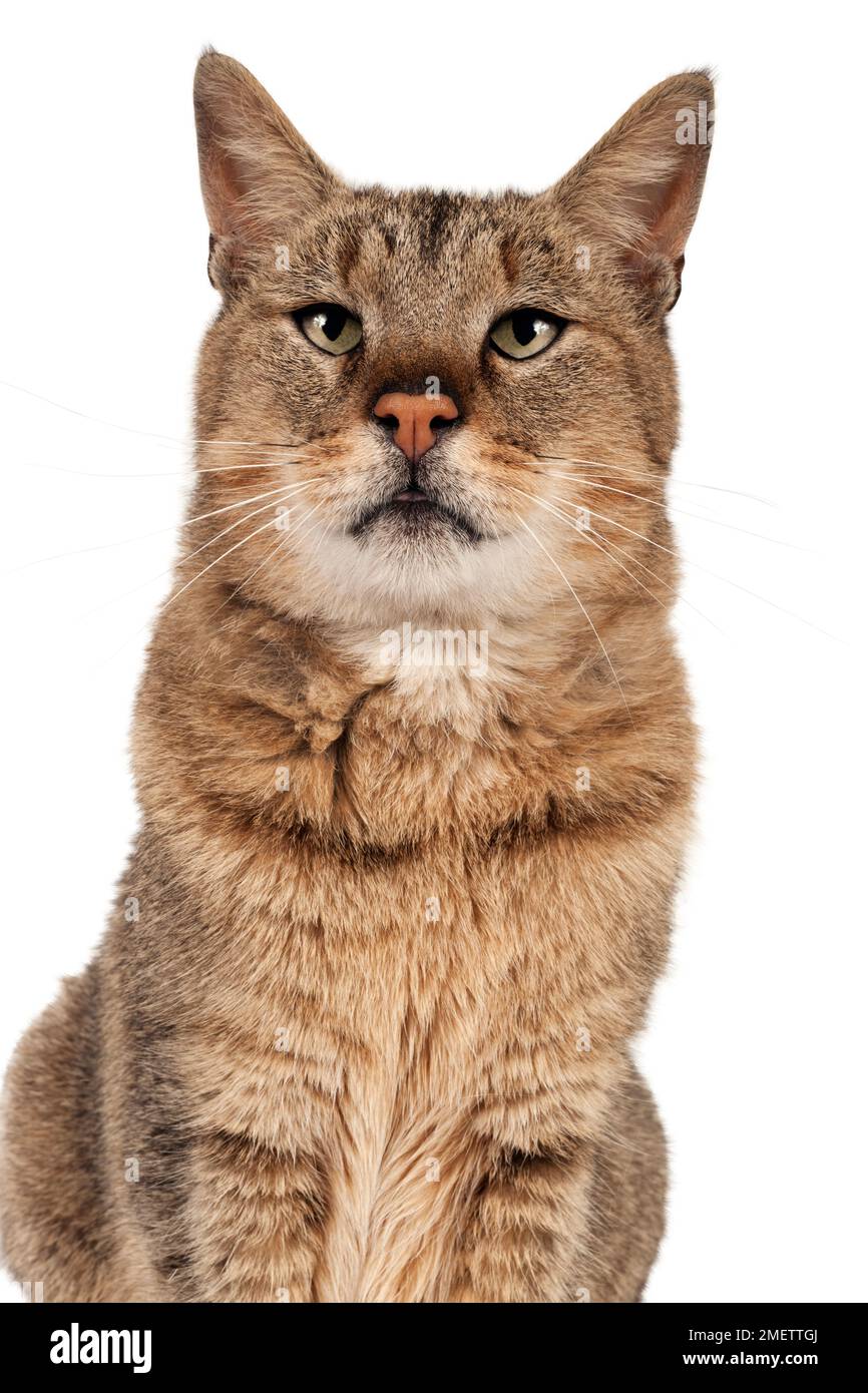 Pixiebob shorthair cat hi-res stock photography and images - Alamy