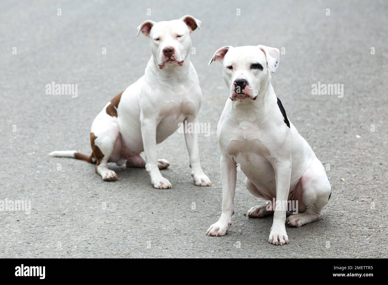 Two Pitbull American Stanford - Adult Dogs Pets Stock Photo - Alamy