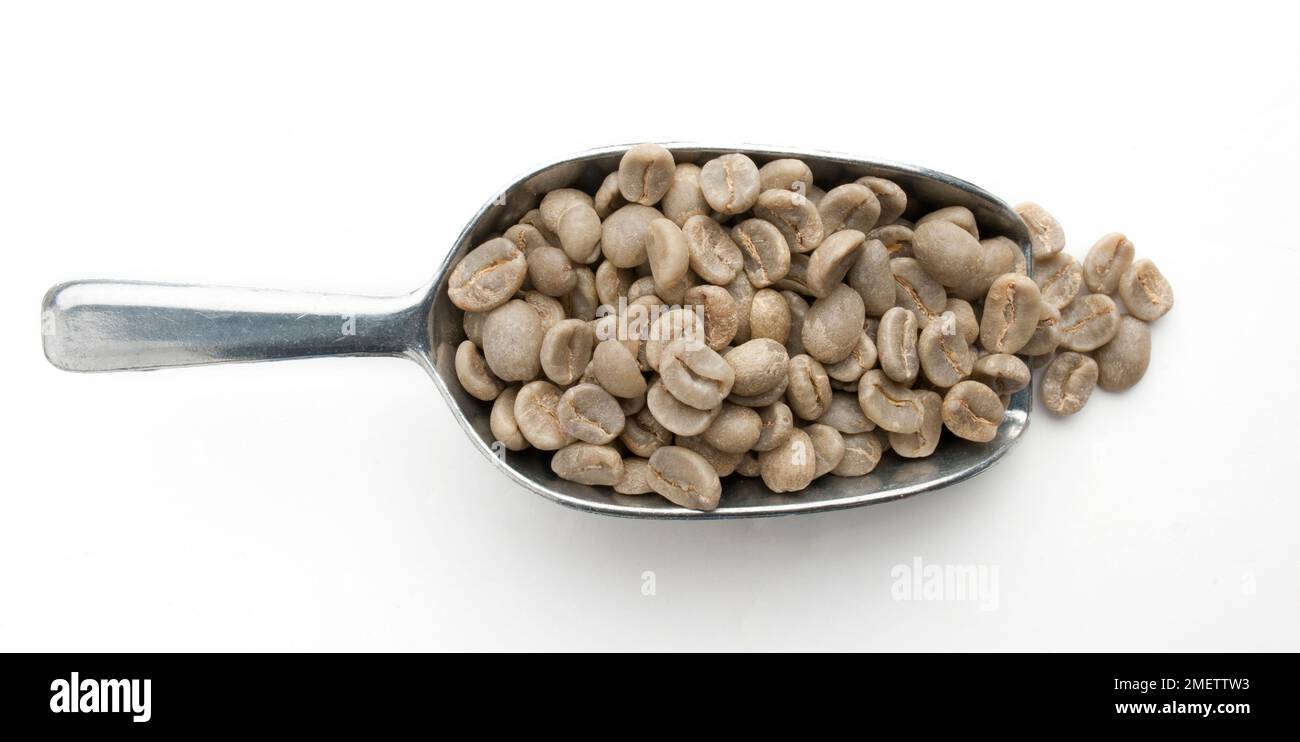 Honduras, scoop of Catuai coffee beans Stock Photo - Alamy