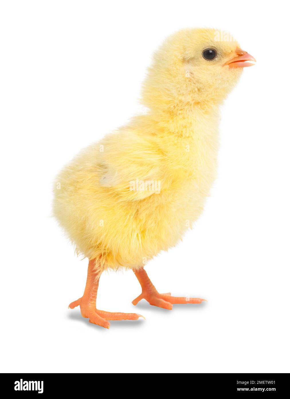 Chick standing Cut Out Stock Images & Pictures - Alamy