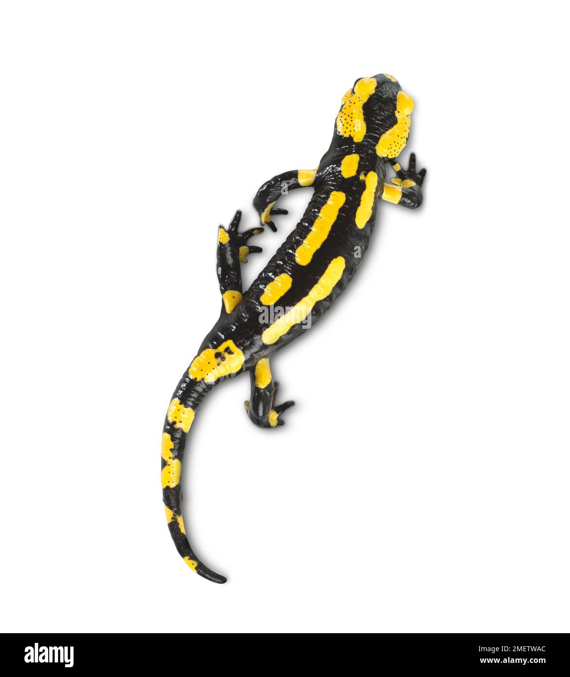 Fire Salamander Size at Esperanza Bruns blog