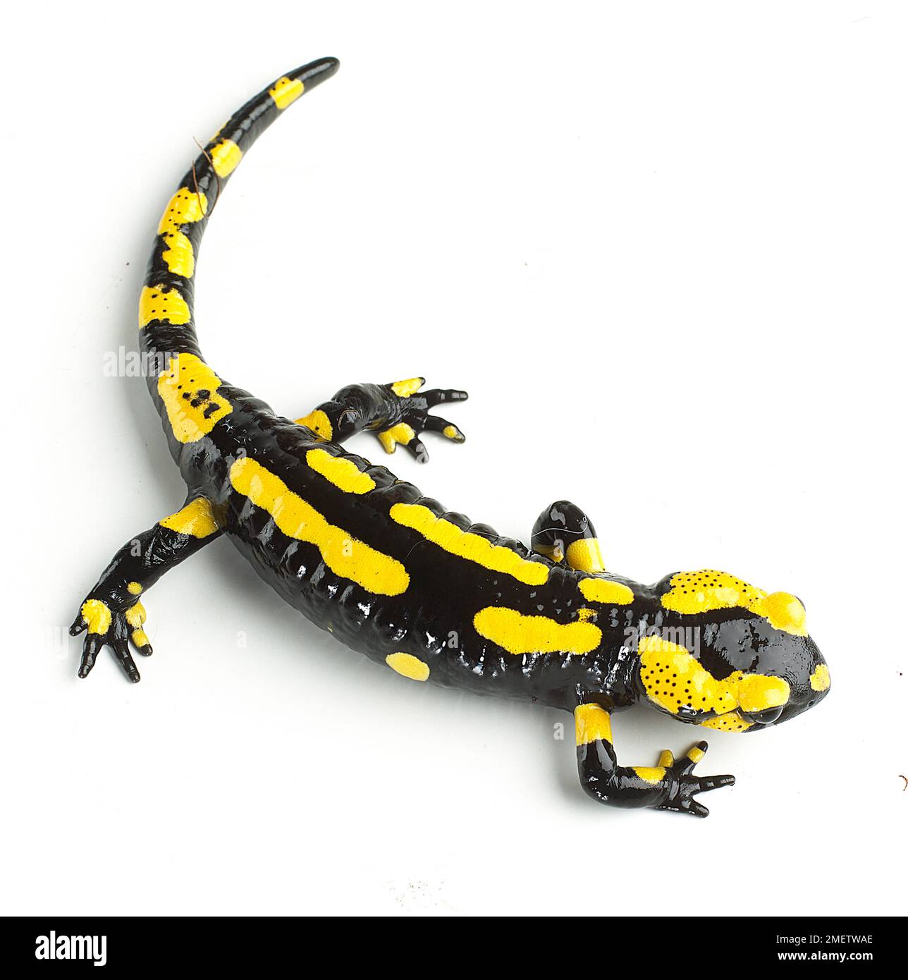 Fire salamander (Salamandra salamandra). 18 months old. This specimen ...