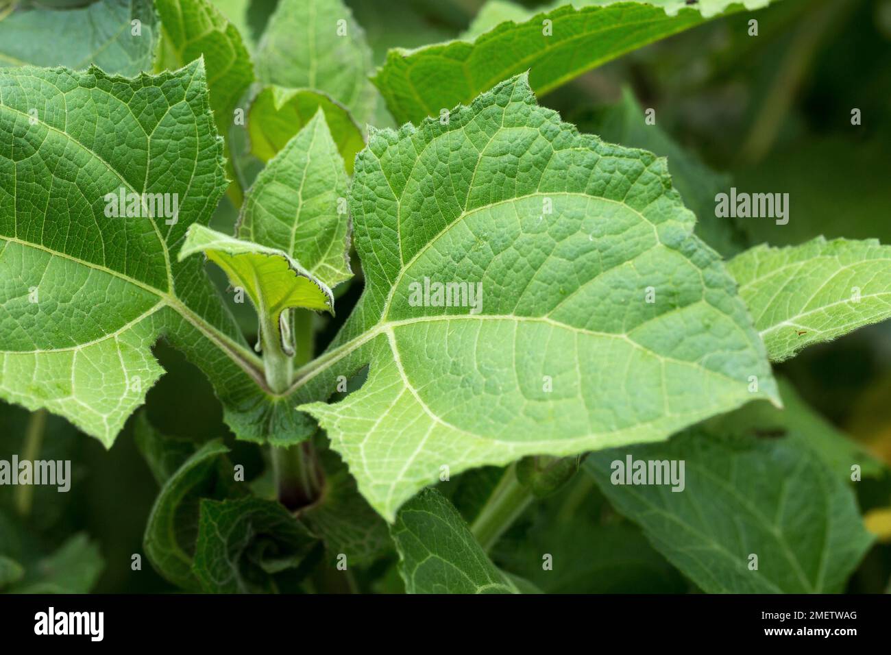 Medicinal Plant - Smallanthus sonchifolius; Yacon Plant Leaves Stock ...