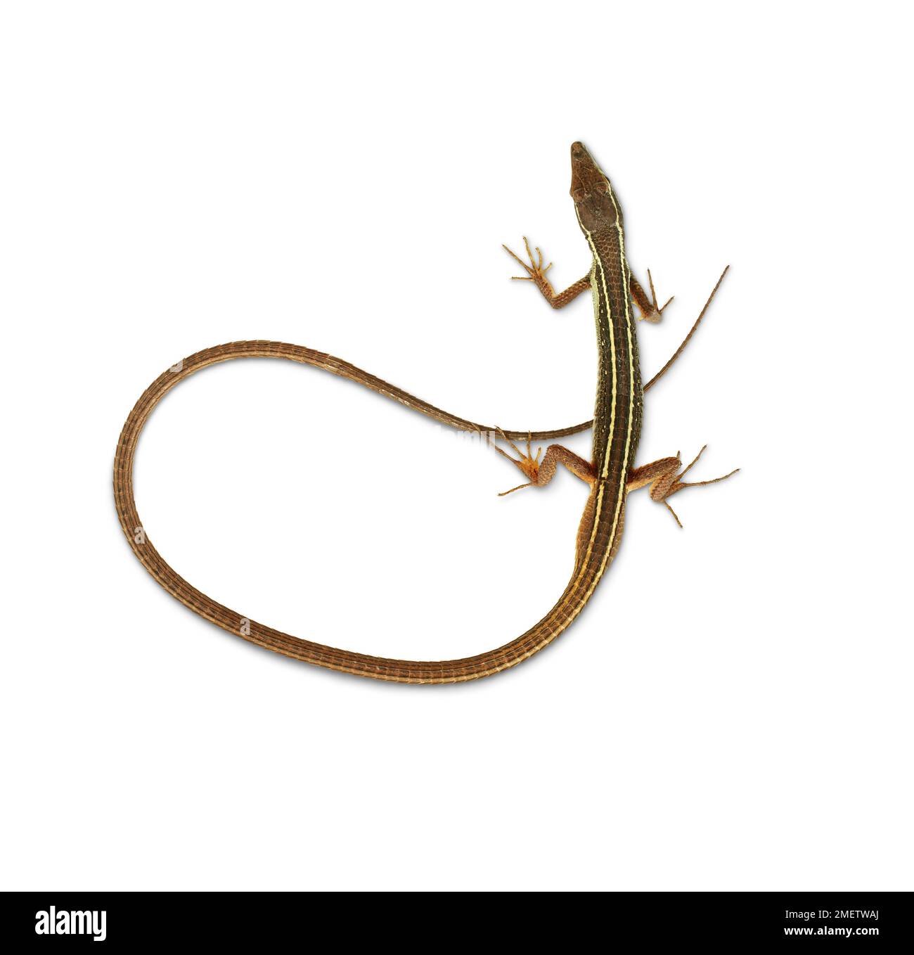 Long tailed lizard Cut Out Stock Images & Pictures - Alamy