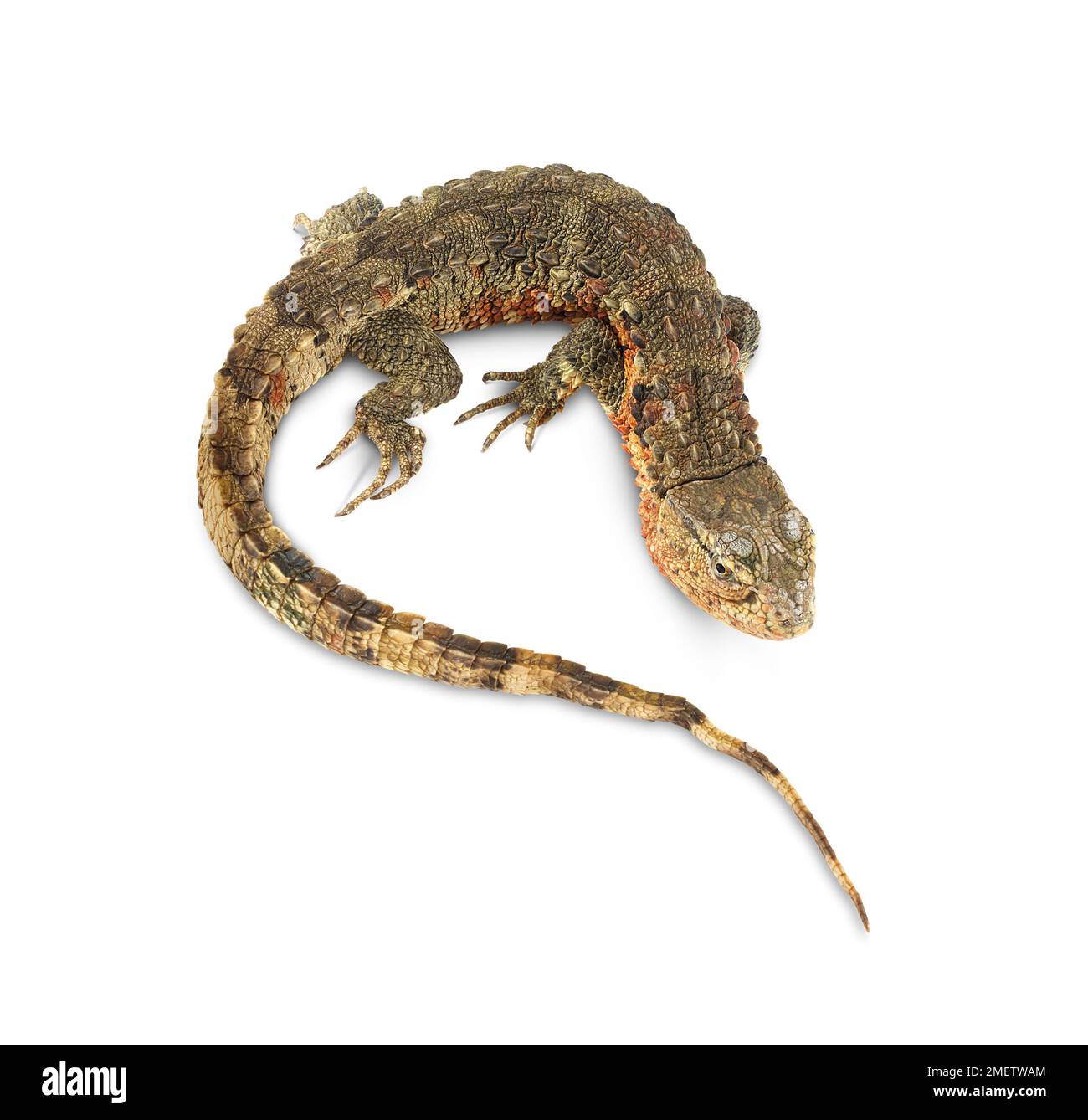 Chinese crocodile lizard (Shinisaurus crocodilurus Stock Photo - Alamy