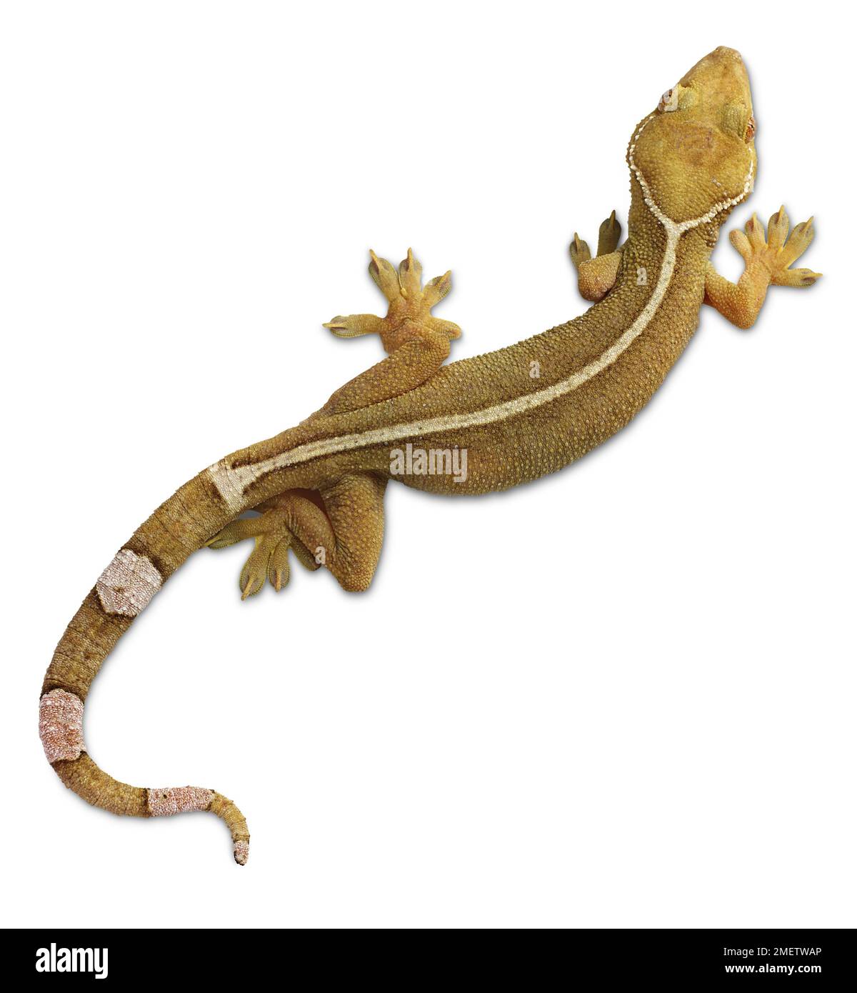 Skunk gecko Cut Out Stock Images & Pictures - Alamy