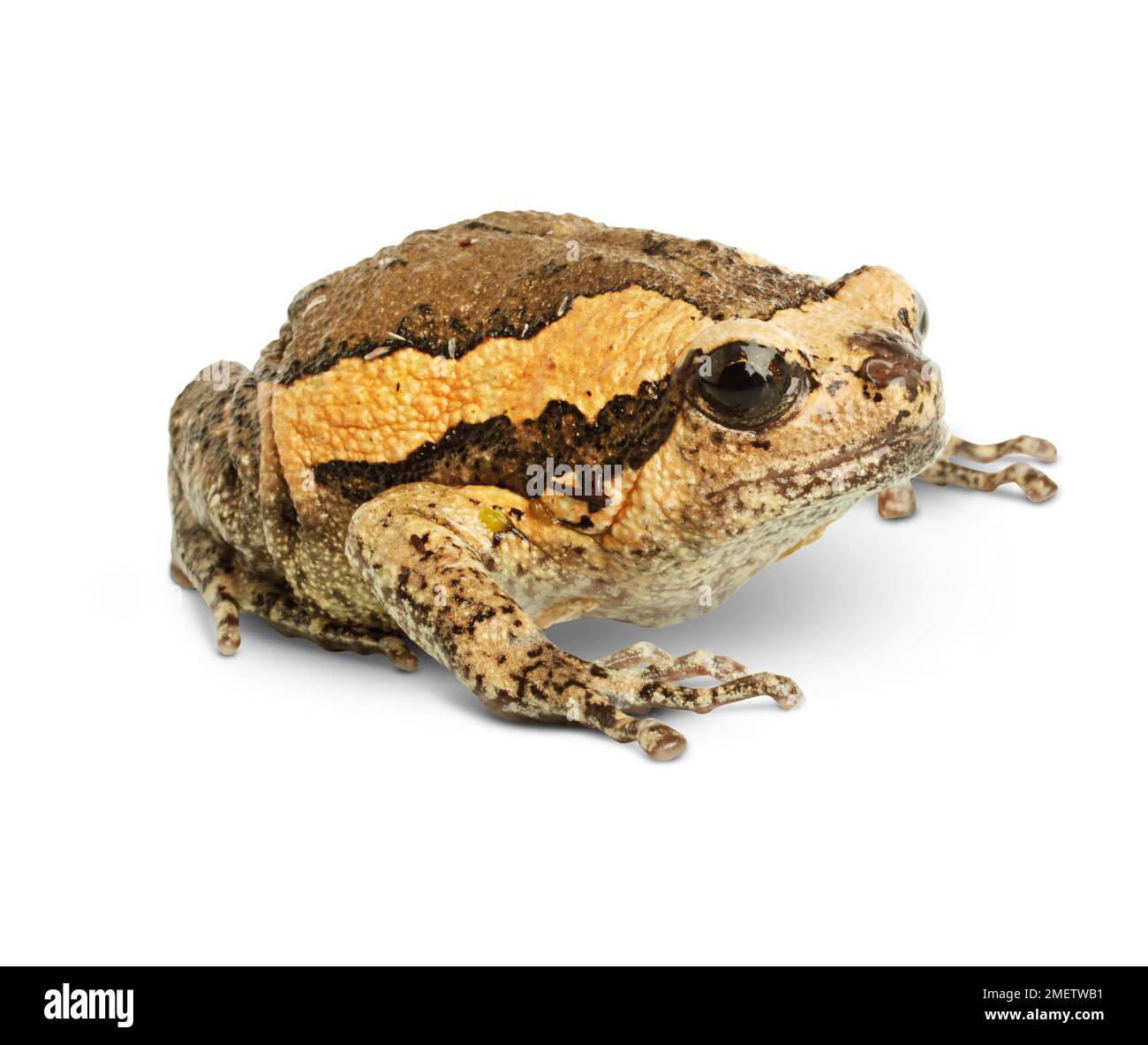Banded Bull Frog, Chubby Frog (Kaloula pulchra Stock Photo - Alamy