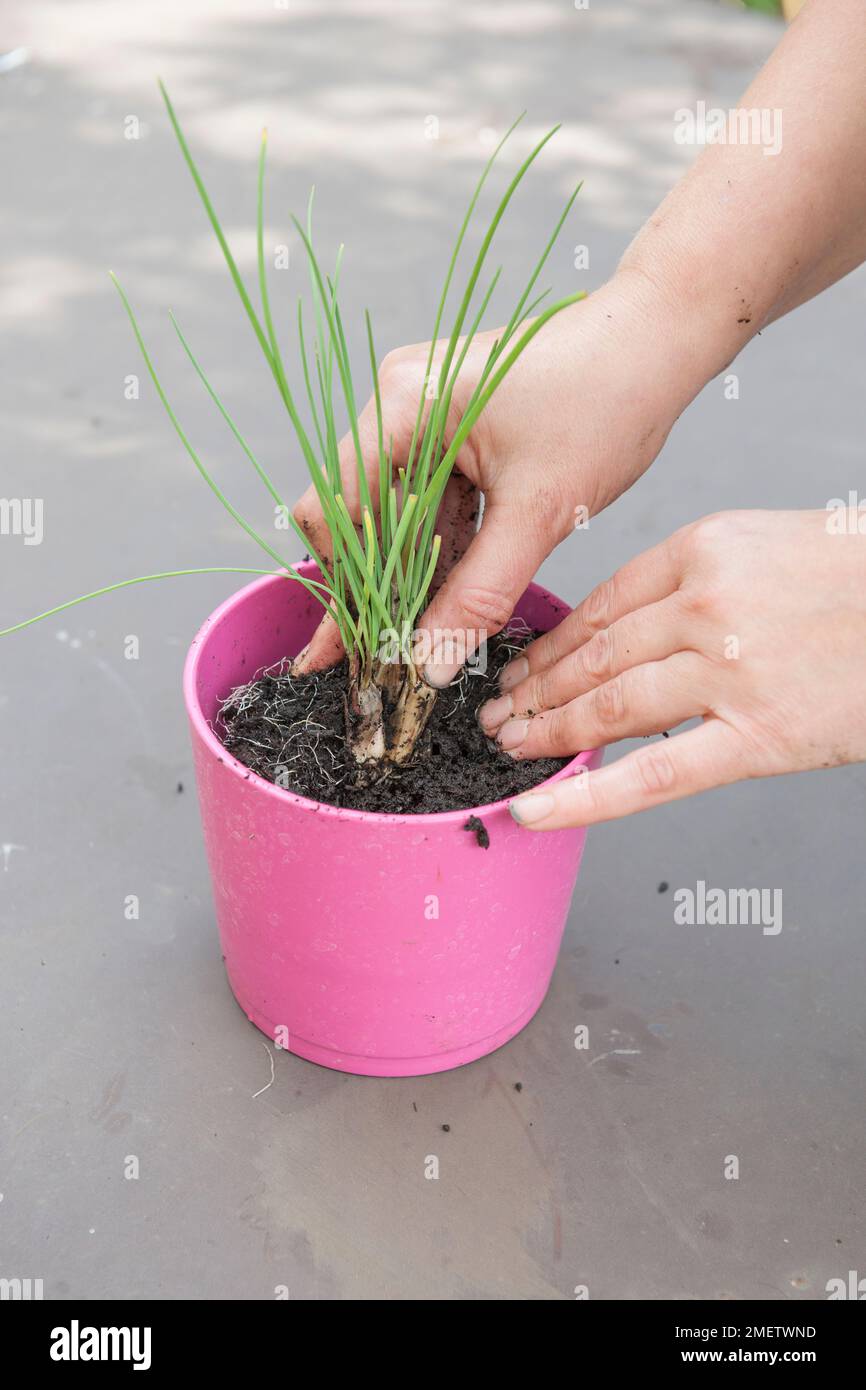 Potting chives in pink pot Stock Photo - Alamy