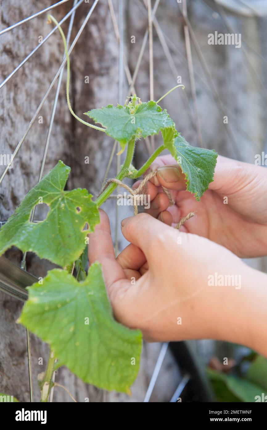 Tying in cucumber plant to plant support, bicycle wheel Stock Photo - Alamy