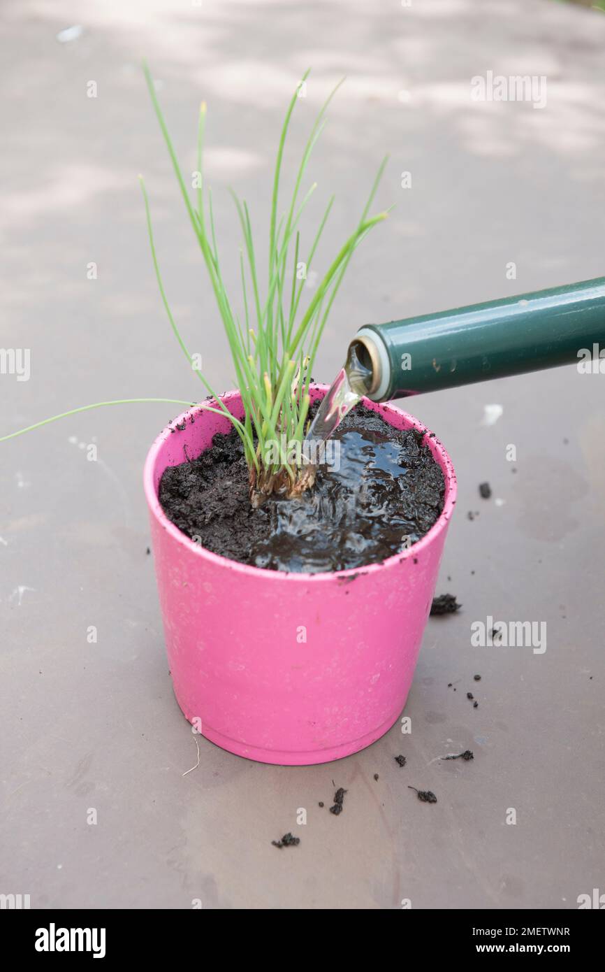 Watering recently potted chives in pot Stock Photo - Alamy