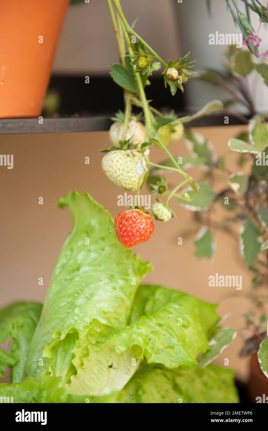 Strawberry container hi-res stock photography and images - Alamy