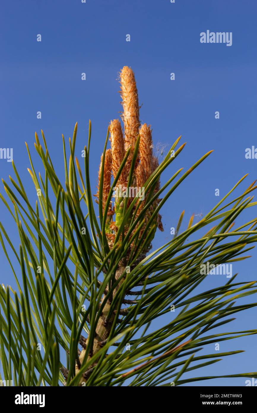 There are long buds on a pine branch. Buds appear on the pine tree in ...