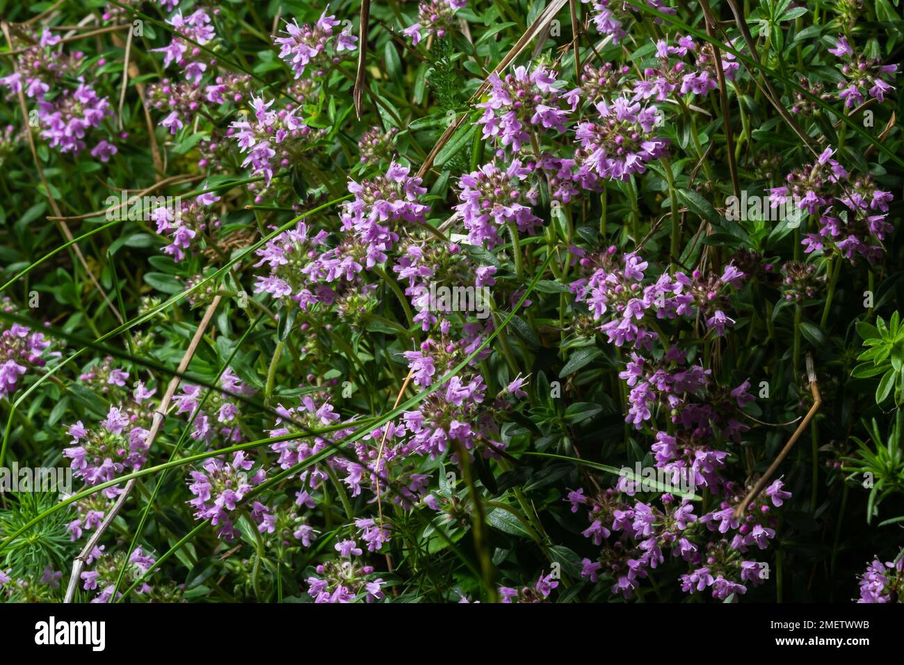 The macrophoto of herb Thymus serpyllum, Breckland thyme. Breckland ...