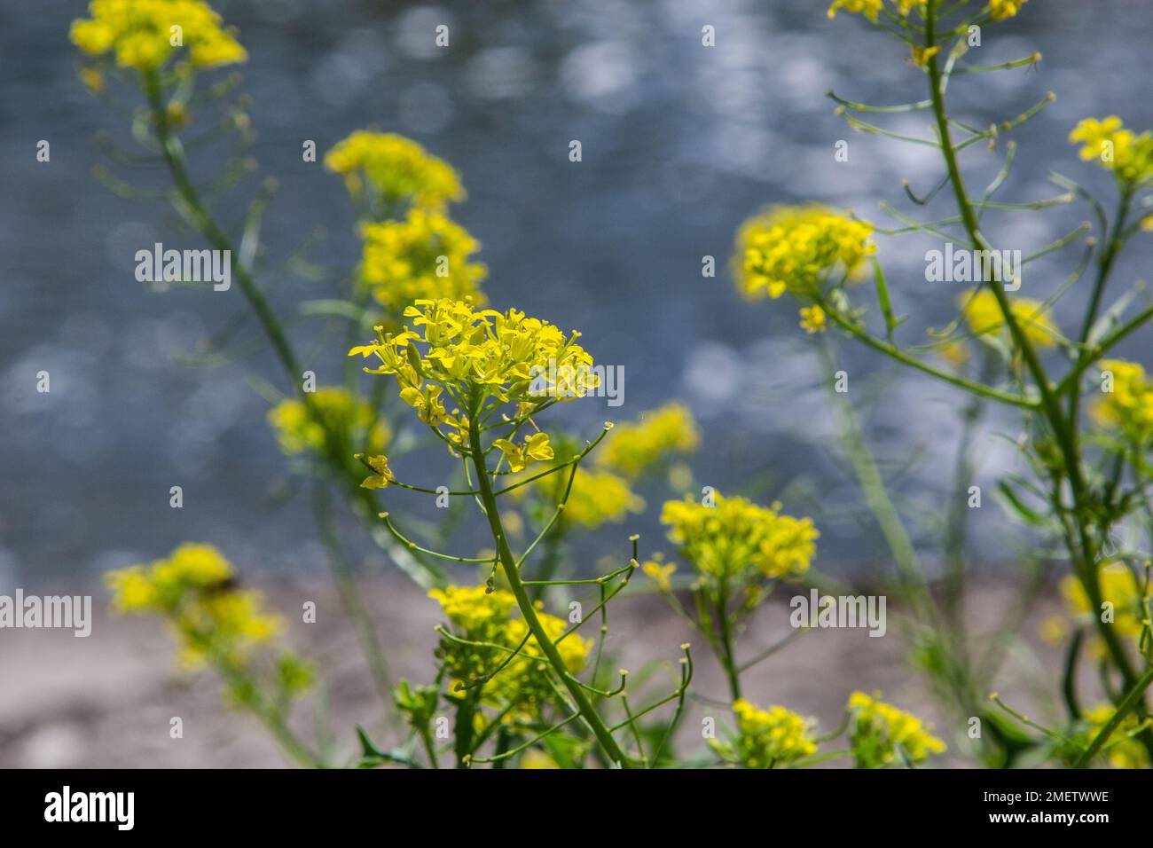 the Close up of Wintercress Barbarea vulgaris Brassicaceae. Selective ...