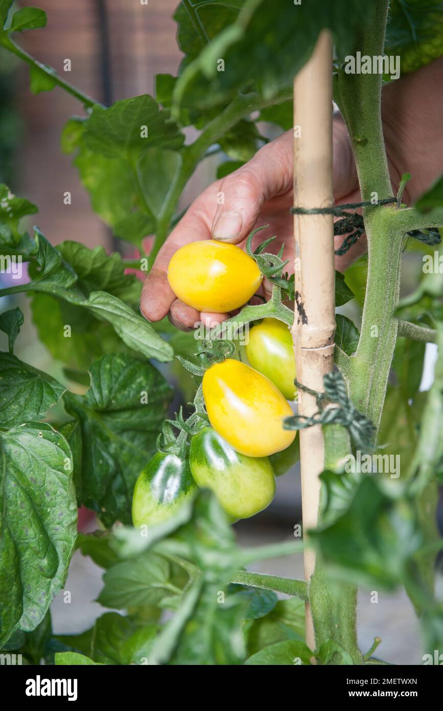 Checking tomatoes, yellow fruited variety Stock Photo - Alamy