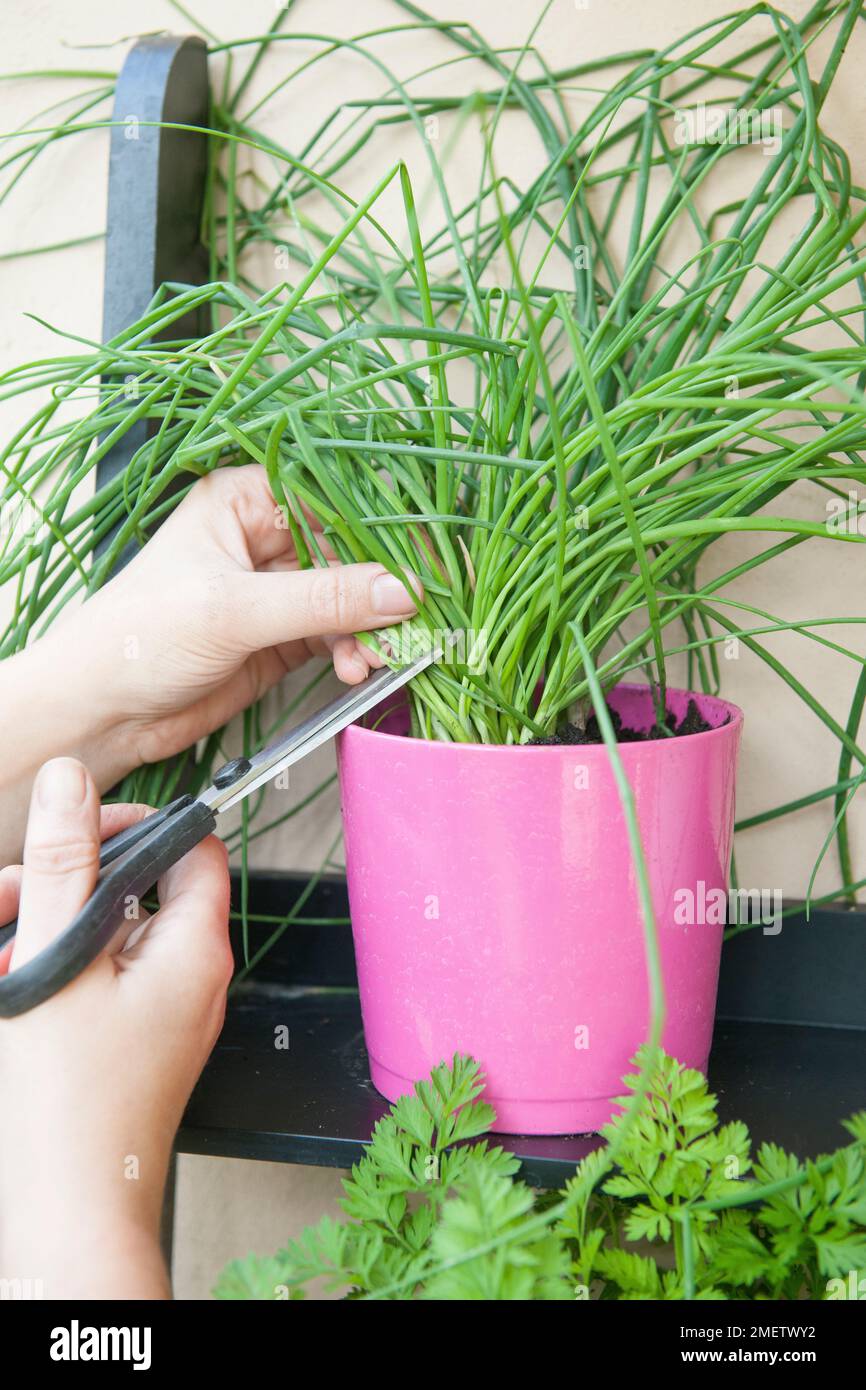 Harvesting container grown chives, using scissors Stock Photo - Alamy