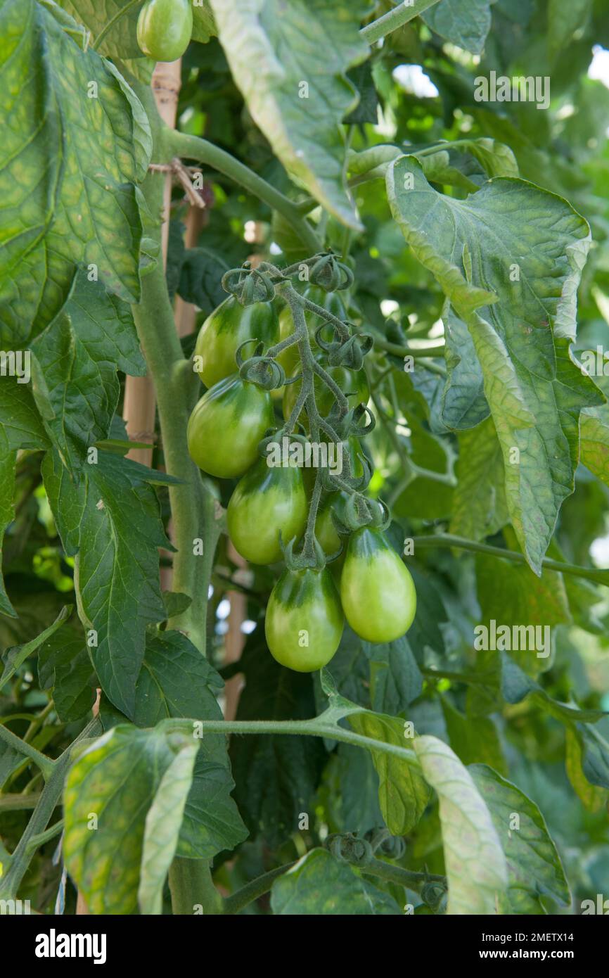 Tomato plant cane support hi-res stock photography and images - Alamy