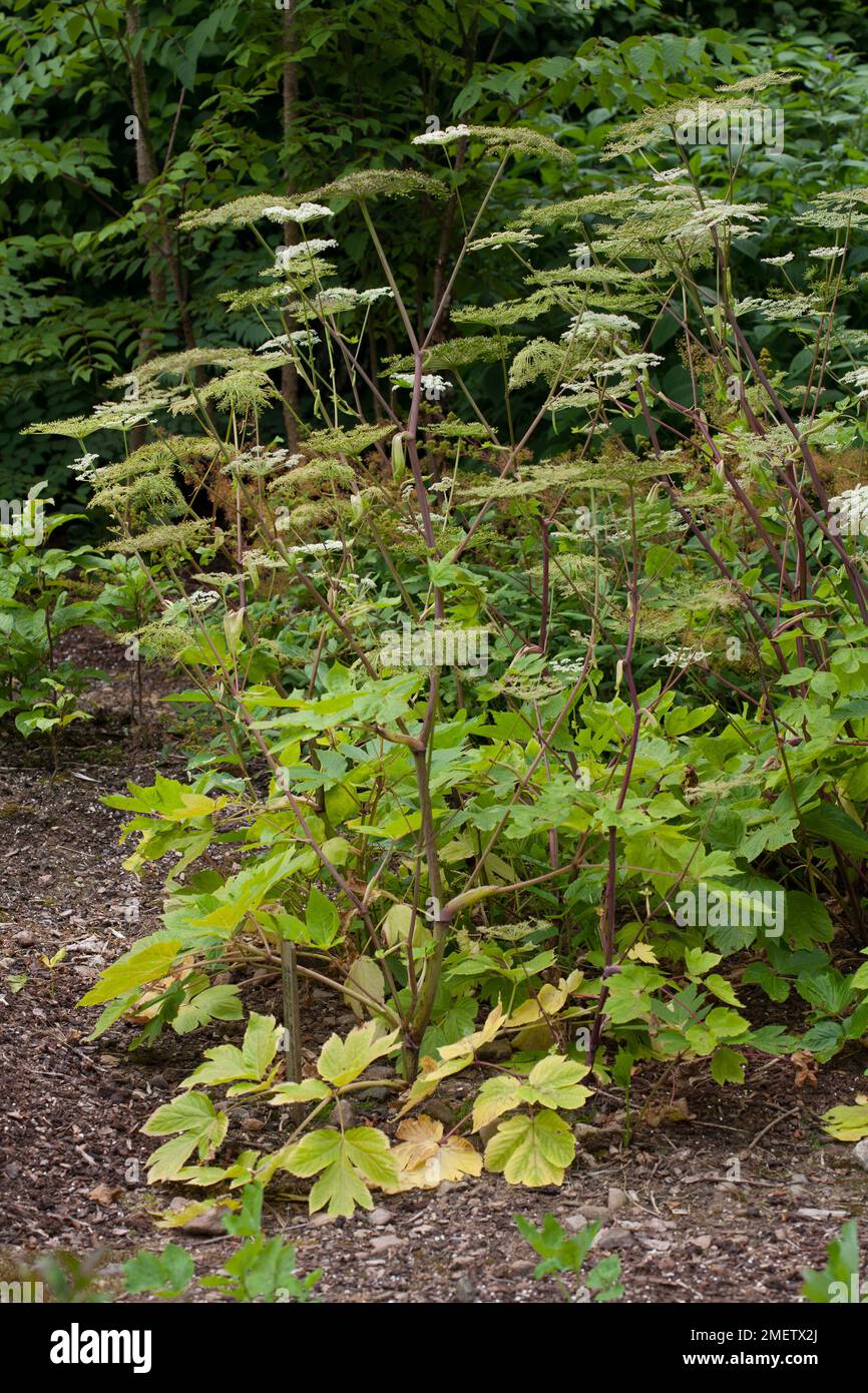 Garden angelica plant hi-res stock photography and images - Alamy
