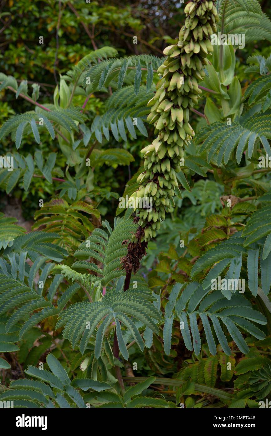 Melianthus major leaves hi-res stock photography and images - Alamy