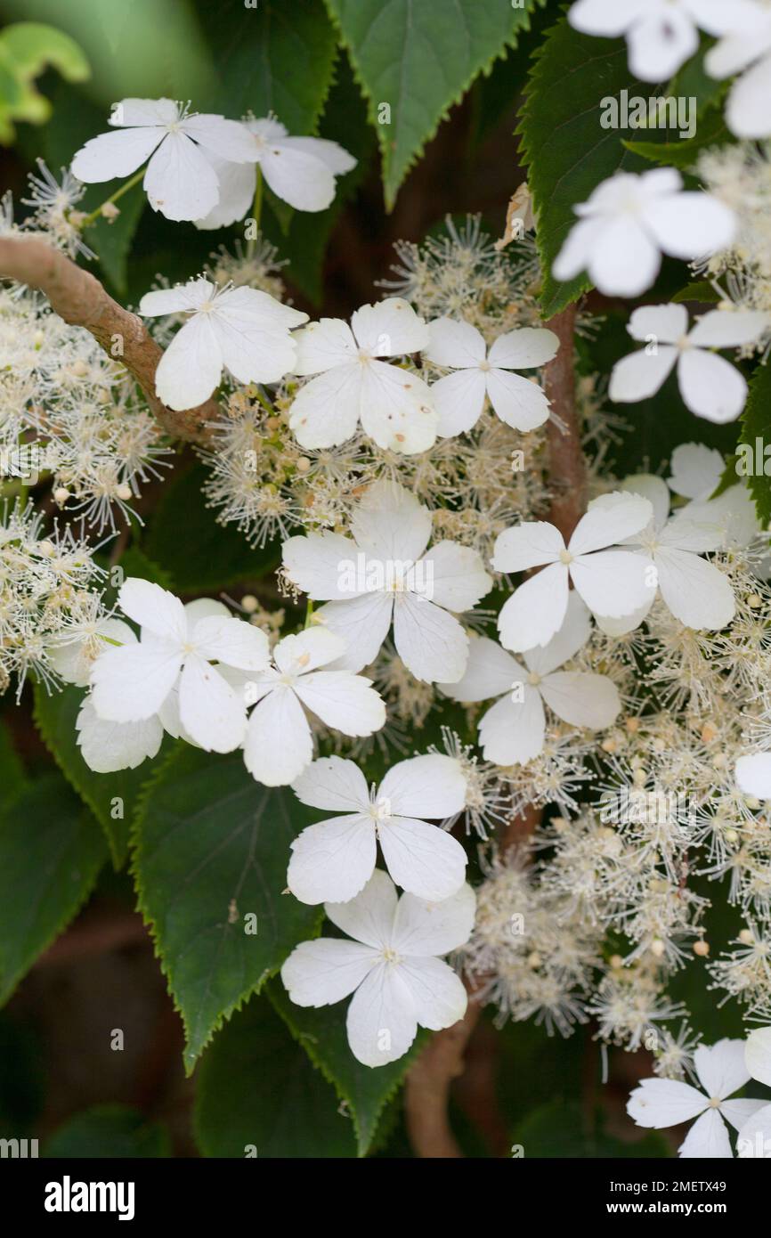 Hydrangea anomala ssp petiolaris Stock Photo - Alamy