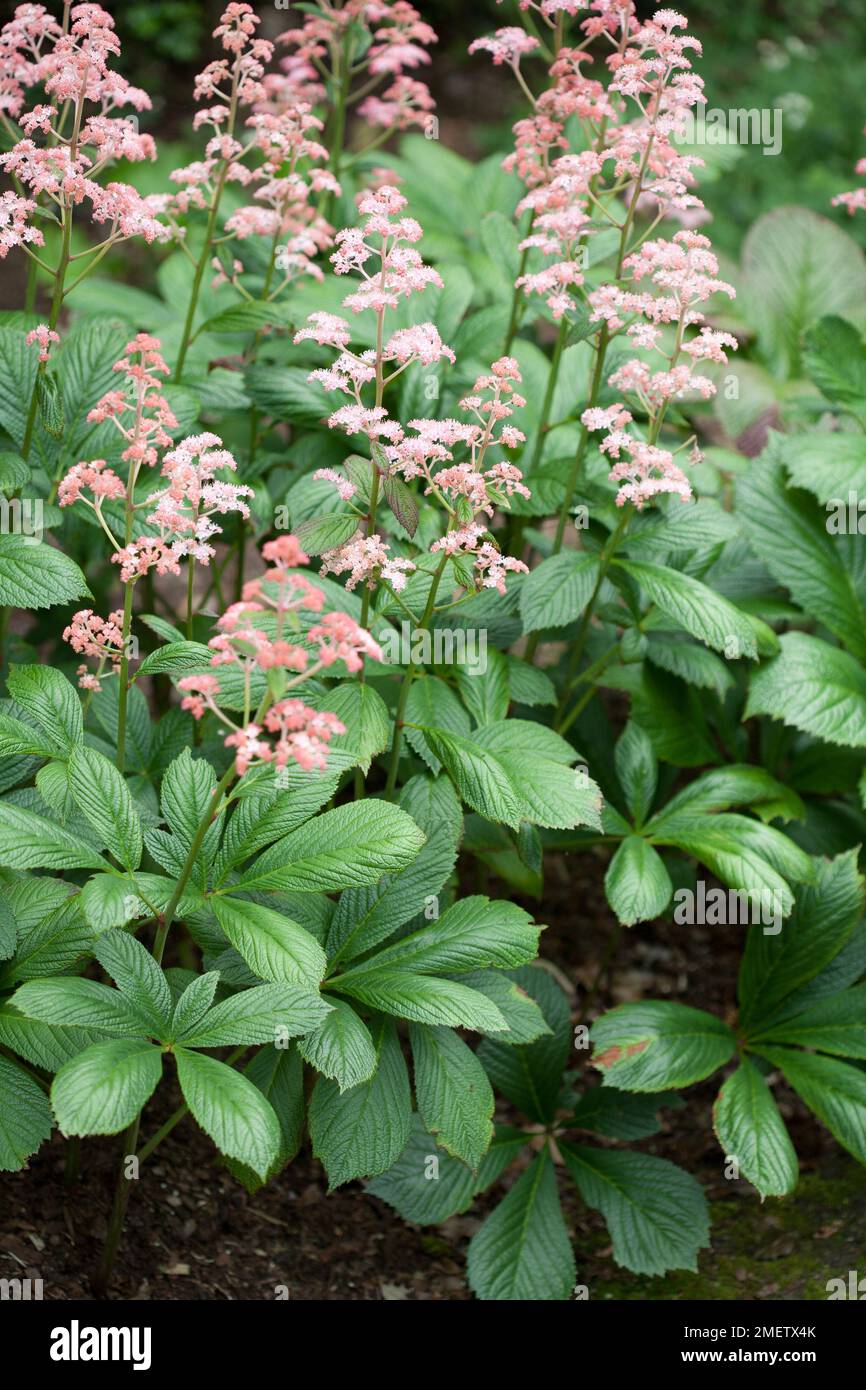 Rodgersia Perenshire Bronze ex Gary Dunlop Stock Photo - Alamy