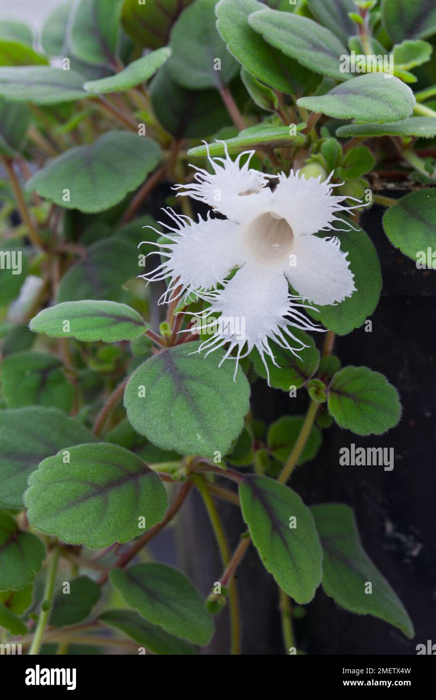 Alsobia dianthiflora hi-res stock photography and images - Alamy