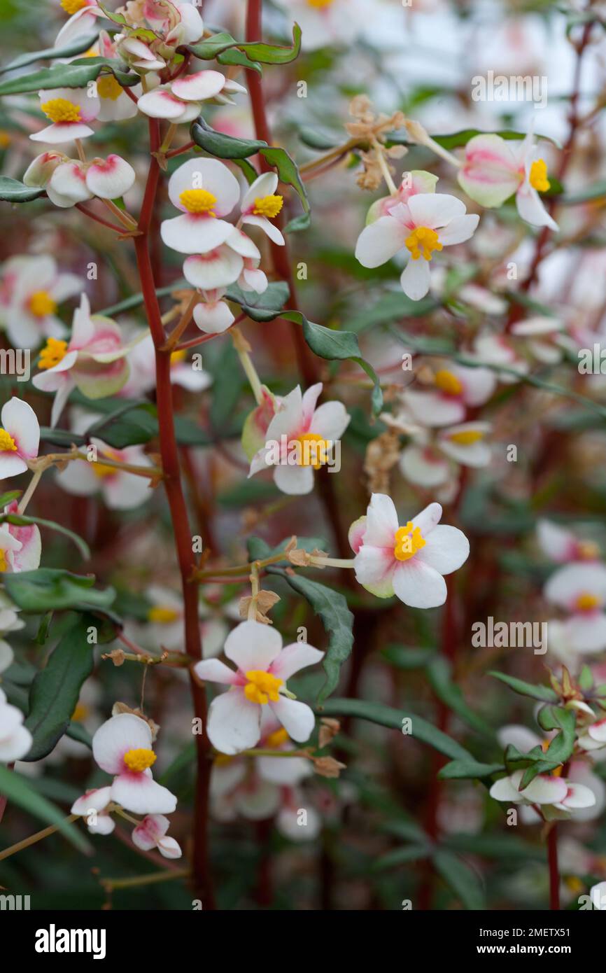 Begonia corallina 'Lucerna Amazon' Stock Photo - Alamy