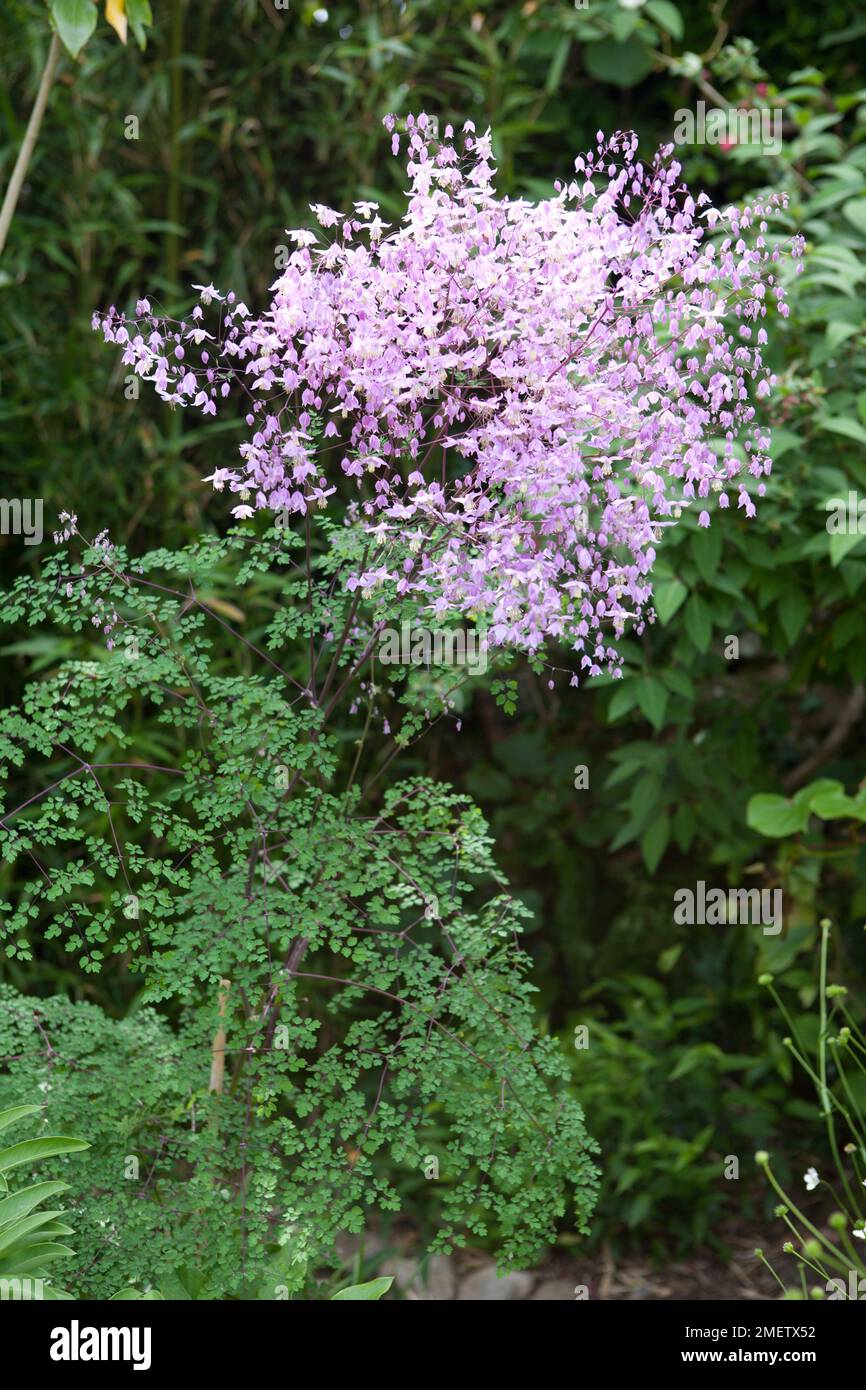 Thalictrum delavayi v decorum hi-res stock photography and images - Alamy