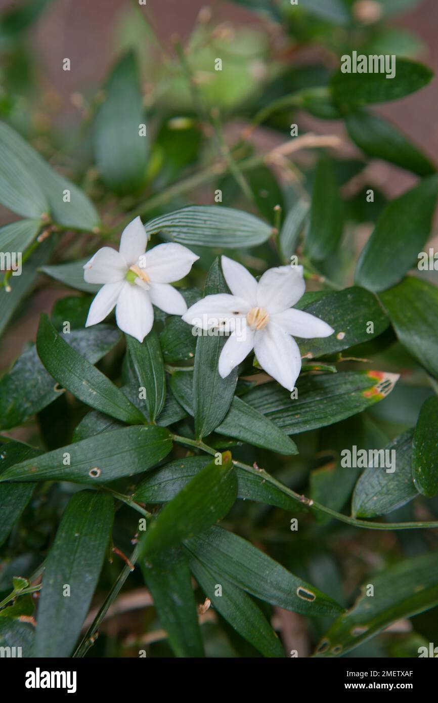 Luzuriaga radicans hi-res stock photography and images - Alamy