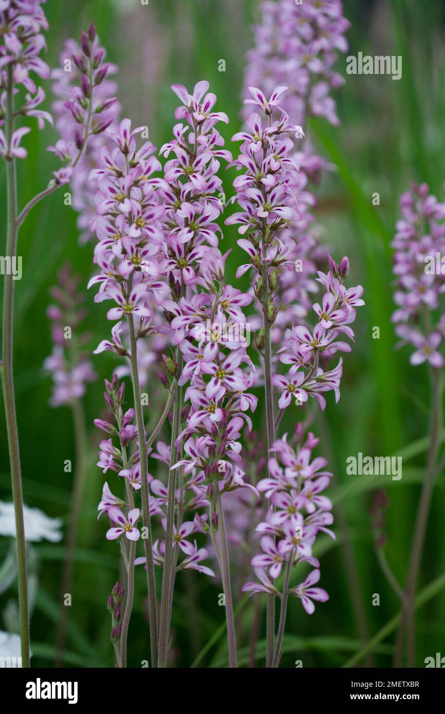 Francoa sonchifolia 'Culm View Lilac' Stock Photo - Alamy
