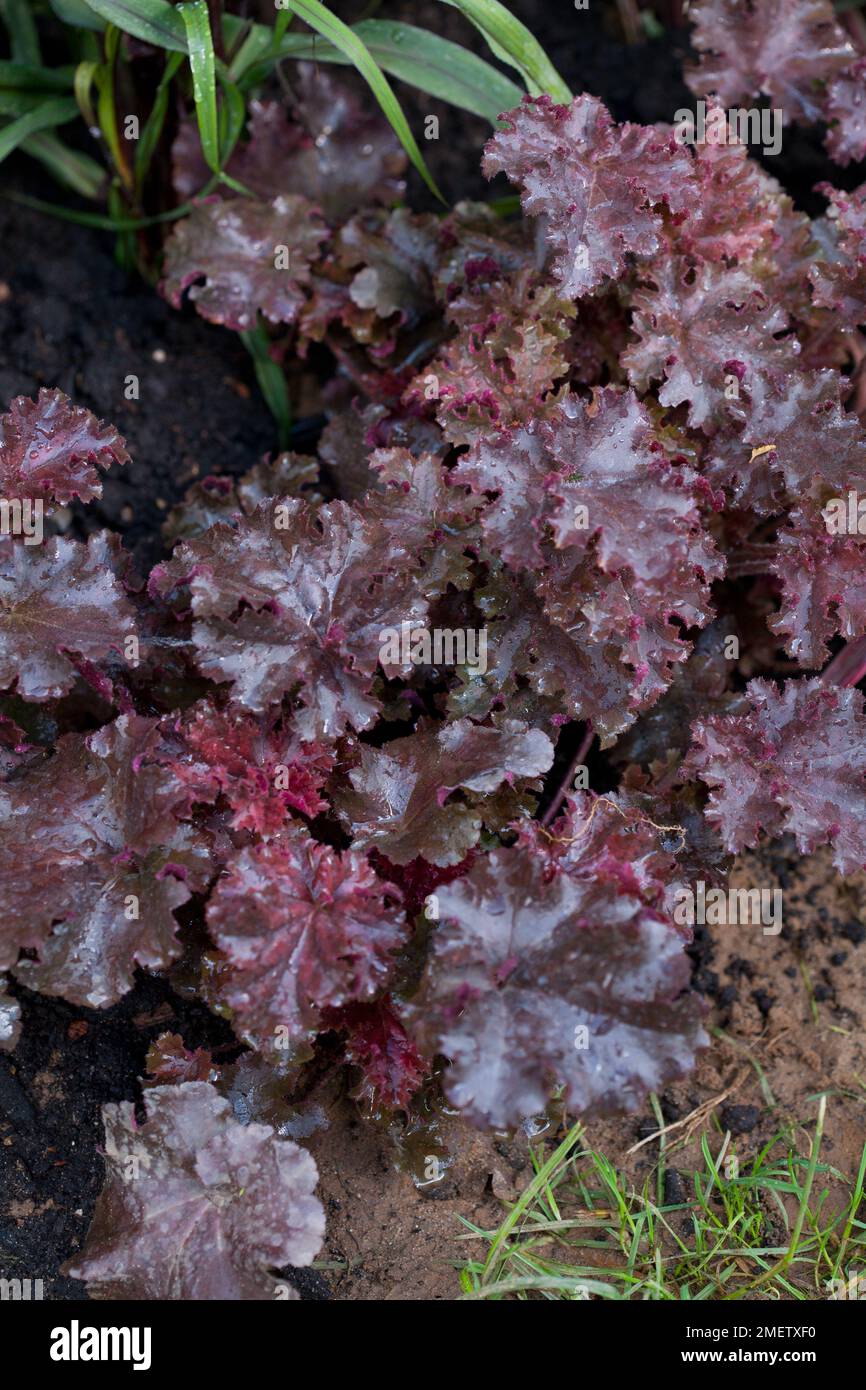 Heuchera 'Melting Fire' Stock Photo - Alamy