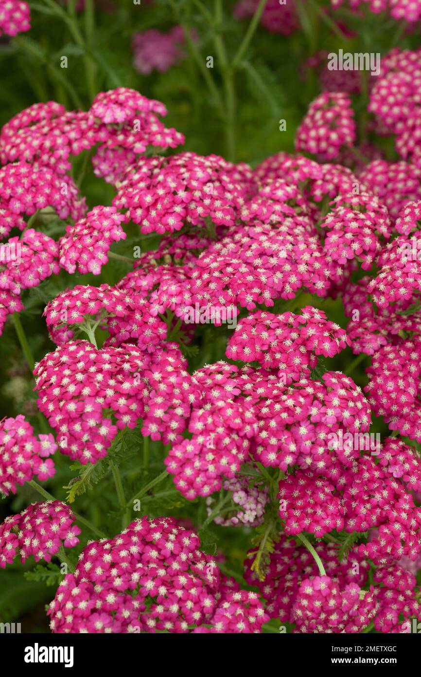 Achillea flower planting hi-res stock photography and images - Alamy