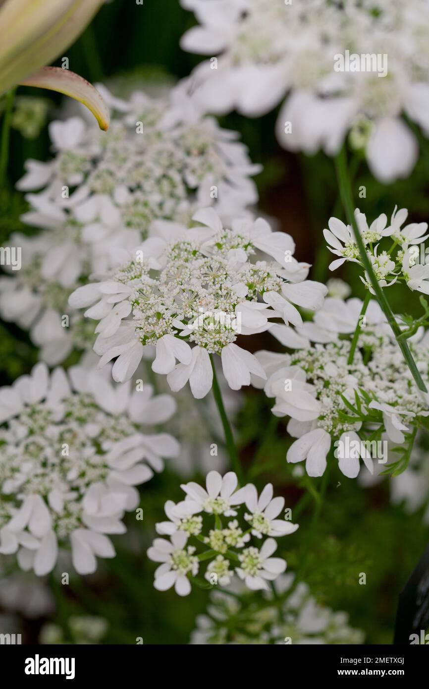 Orlaya grandiflora hi-res stock photography and images - Alamy