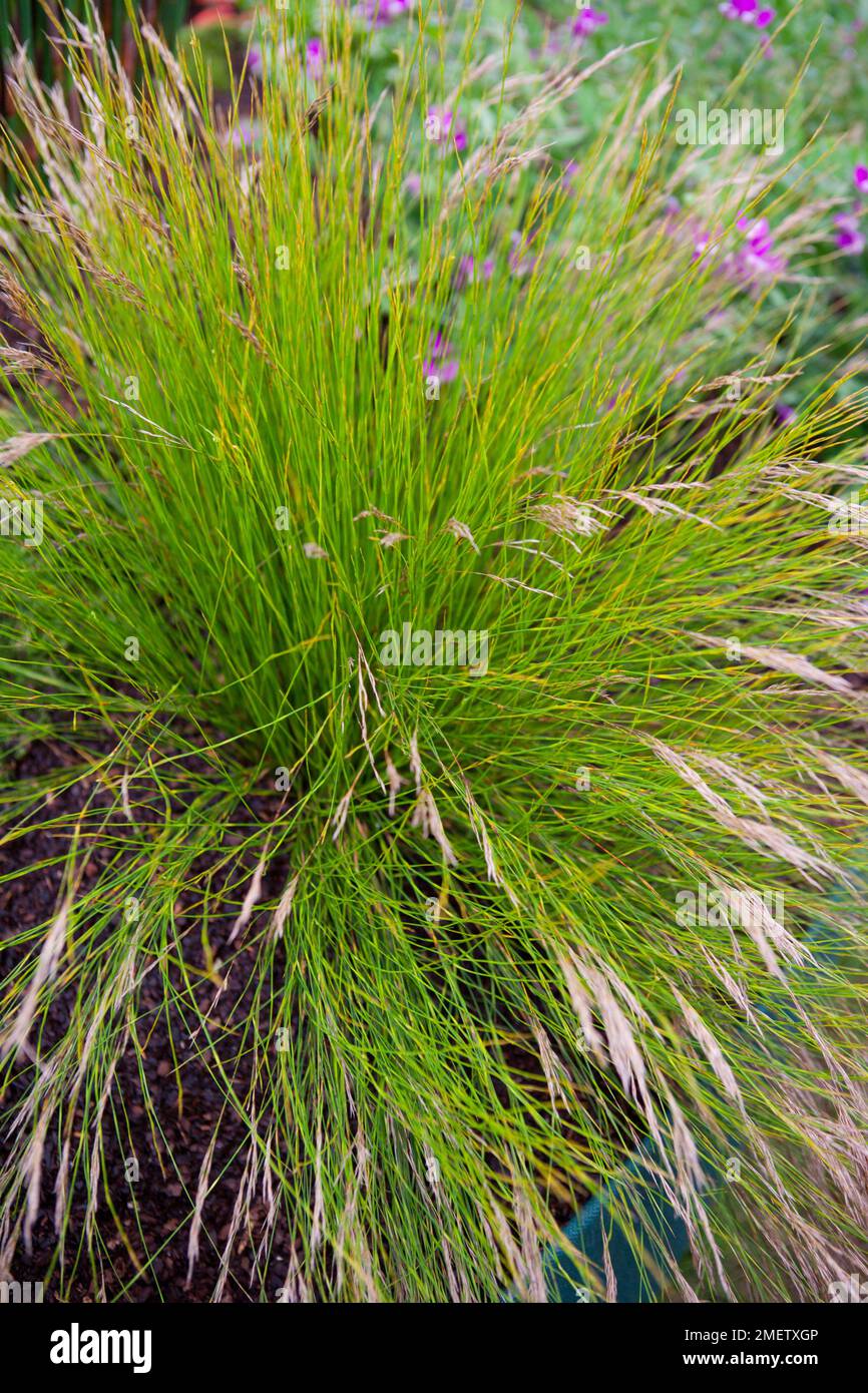 Restio festuciformis hi-res stock photography and images - Alamy