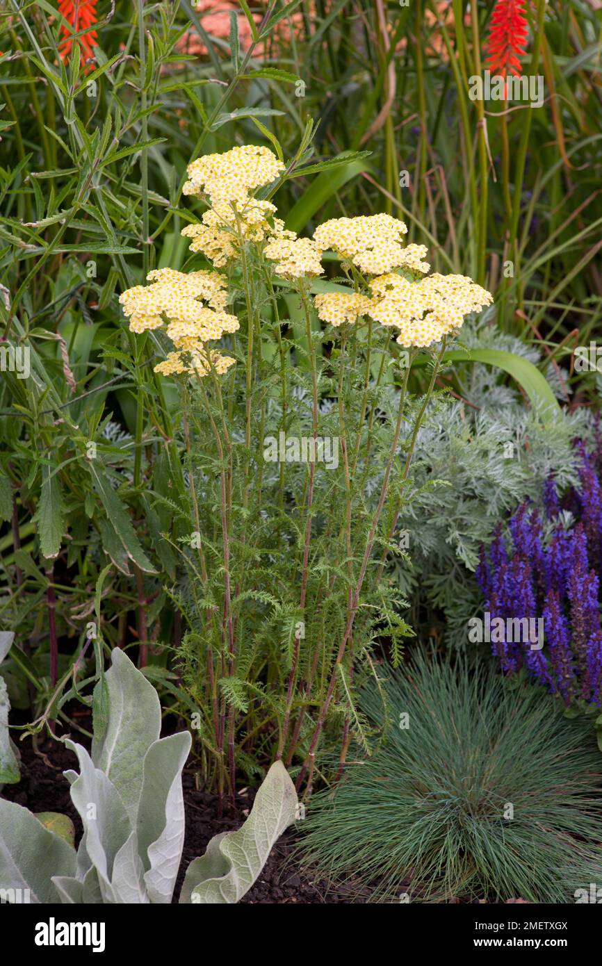 Achillea millefolium 'Summer Fruits Lemon' (Summer Fruits Series Stock ...