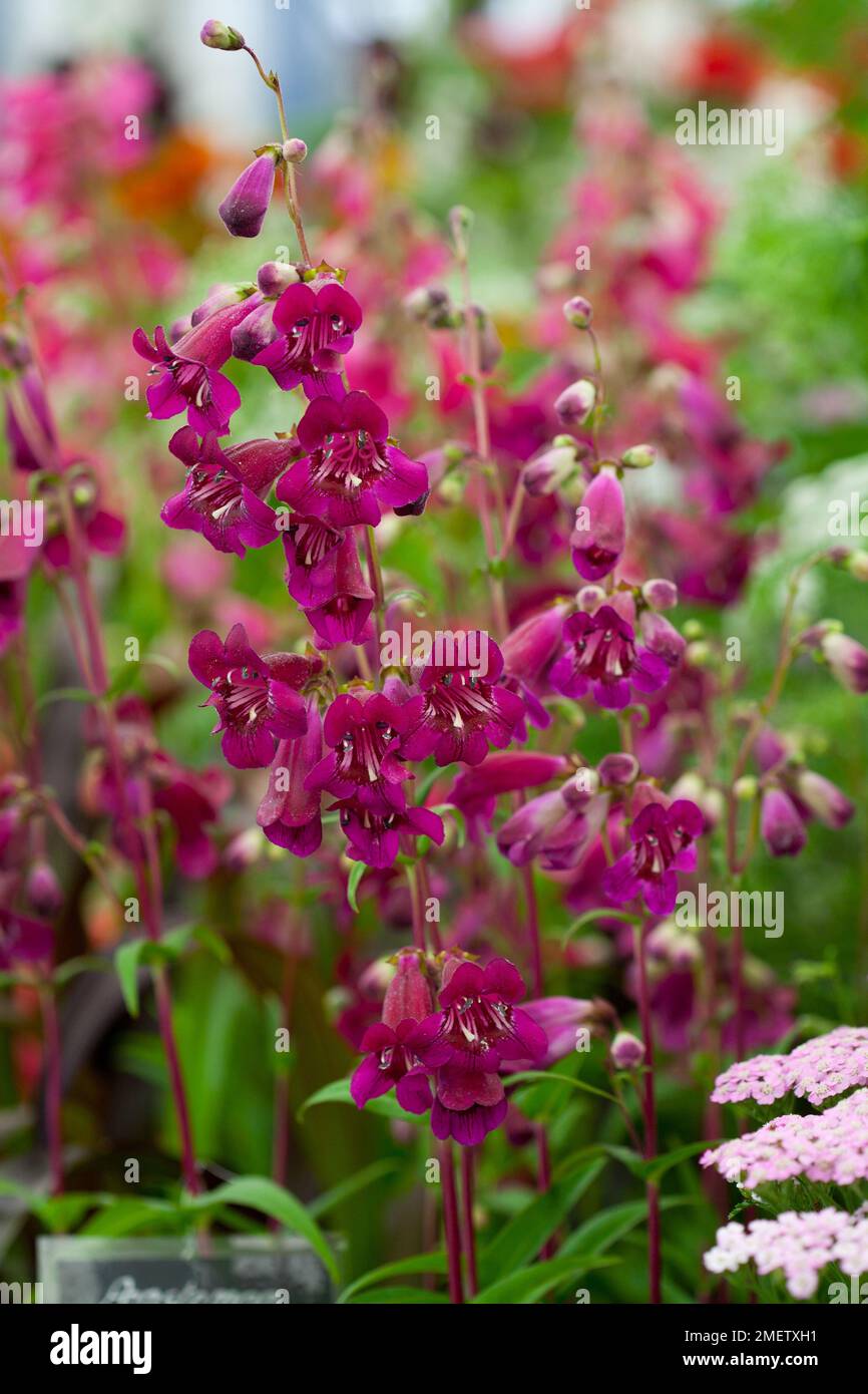 Penstemon ‘pensham plum jerkum’ hi-res stock photography and images - Alamy