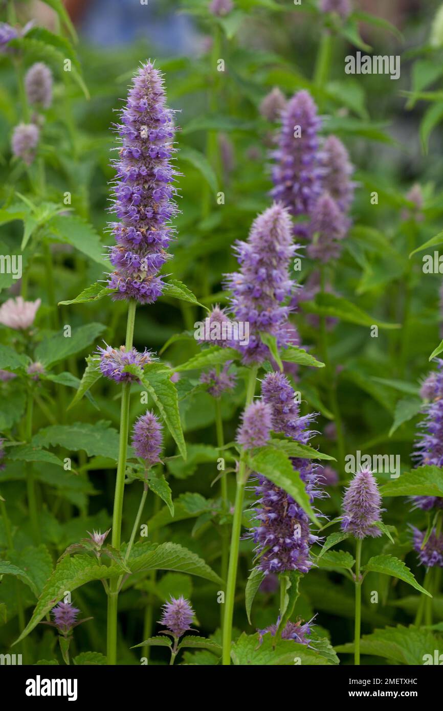 Agastache blossom hi-res stock photography and images - Alamy
