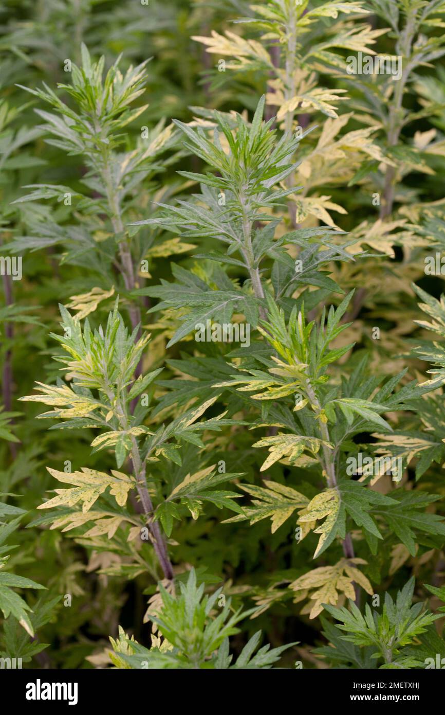 Artemisia vulgaris hi-res stock photography and images - Alamy