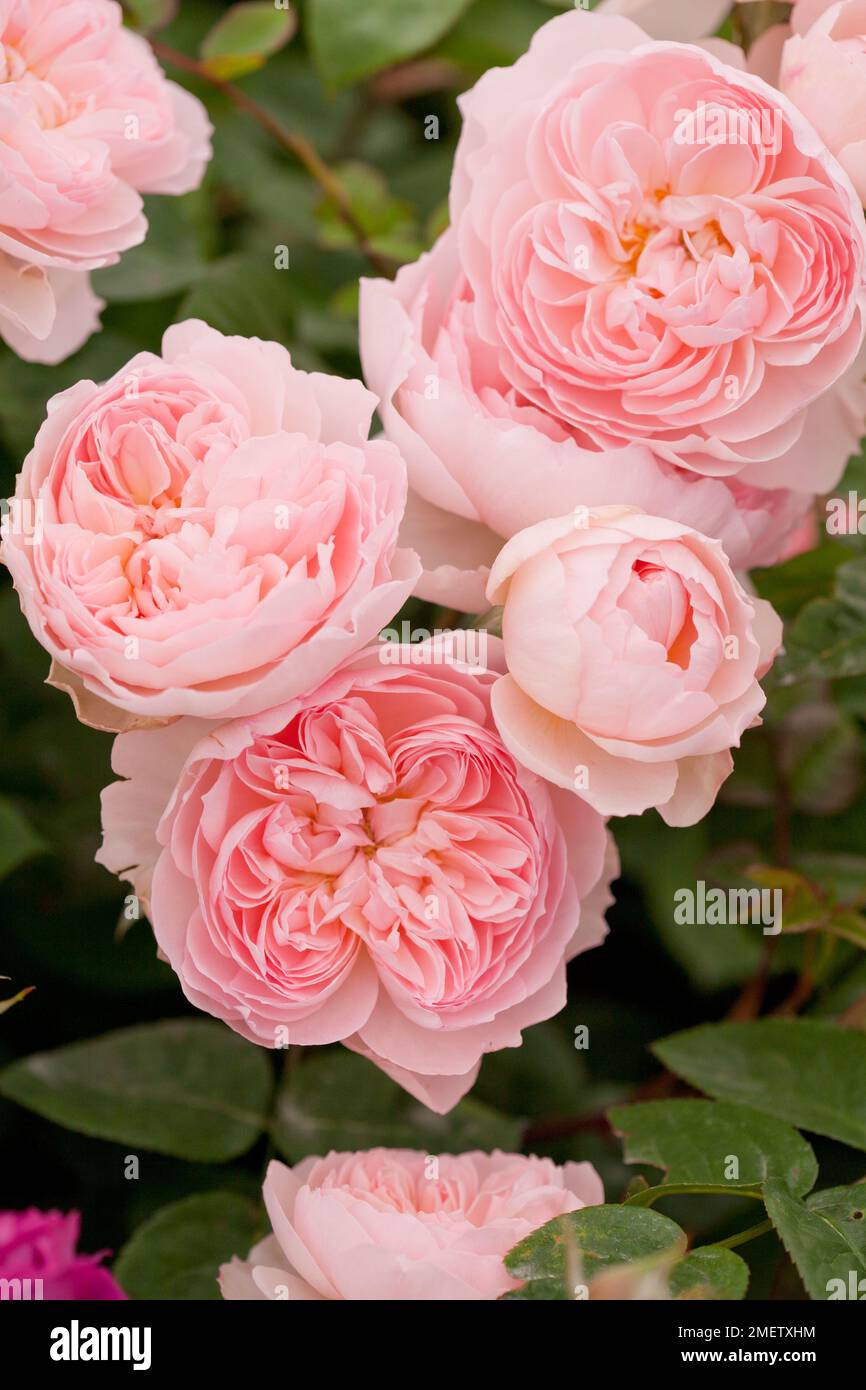 Rosa gentle hermione hi-res stock photography and images - Alamy