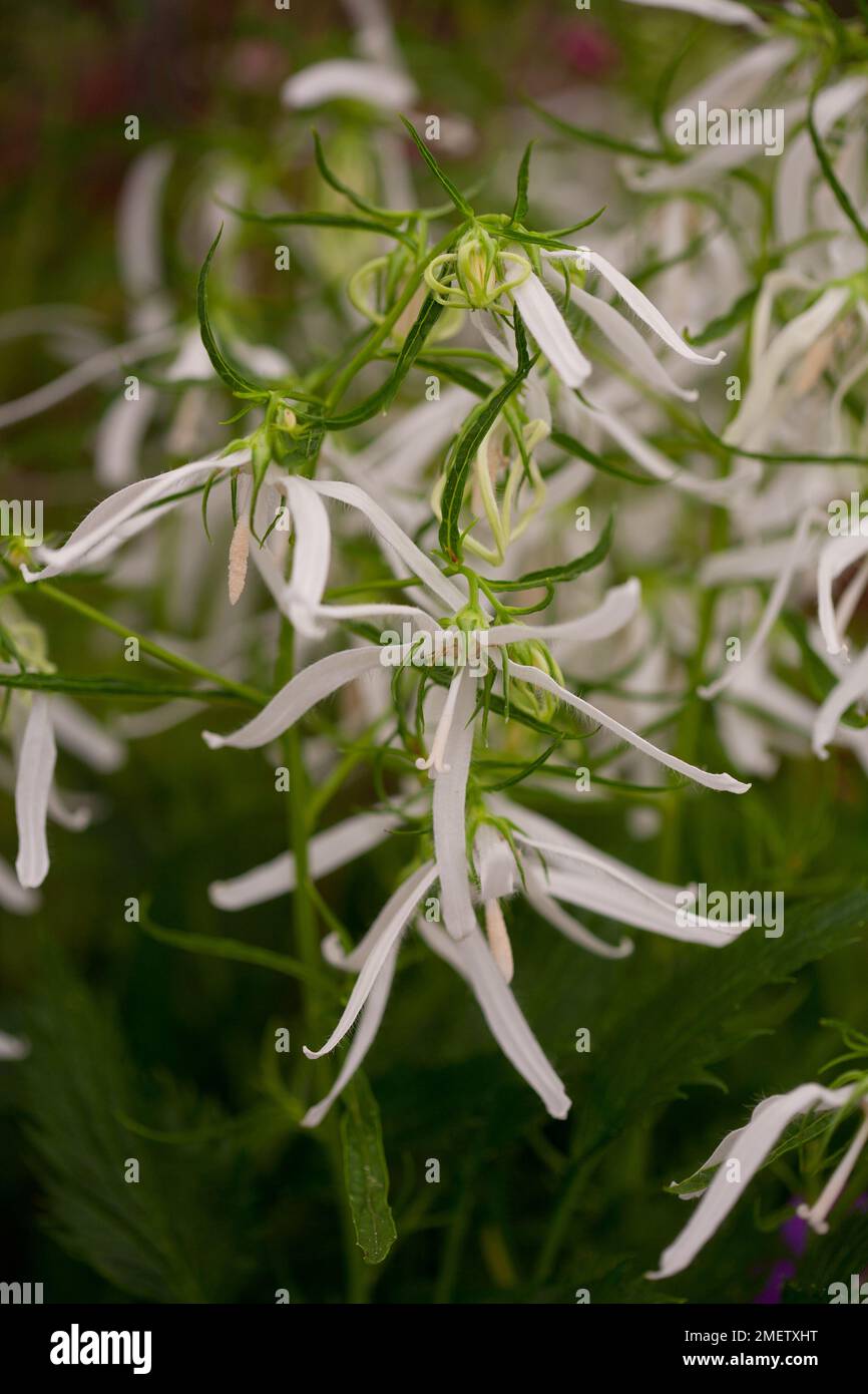 Image of truth hi-res stock photography and images - Alamy