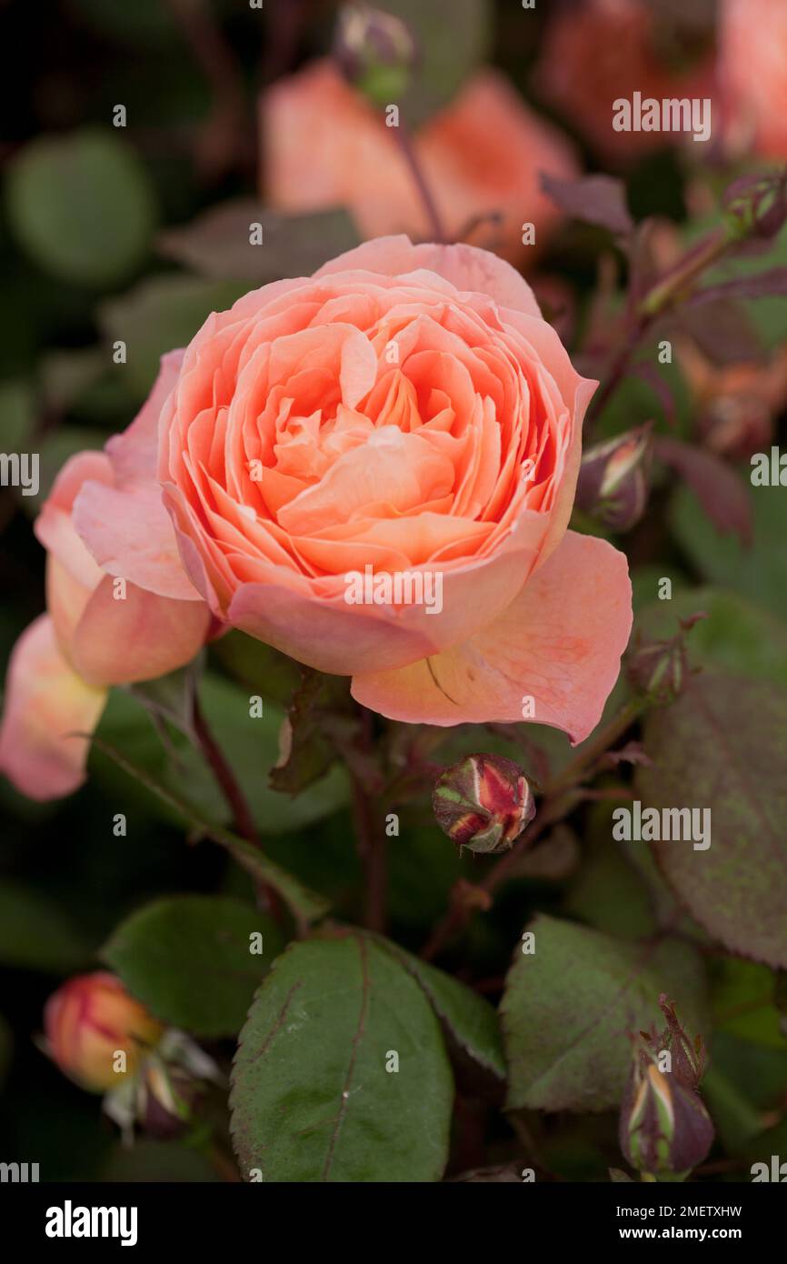 Lady hamilton as nature hi-res stock photography and images - Alamy