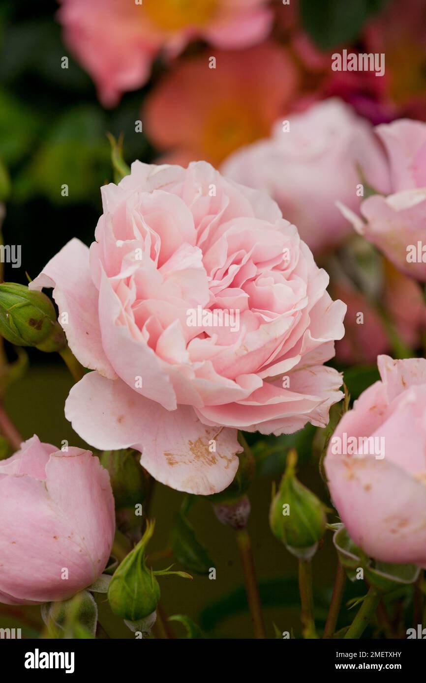 Natasha rosa hi-res stock photography and images - Alamy