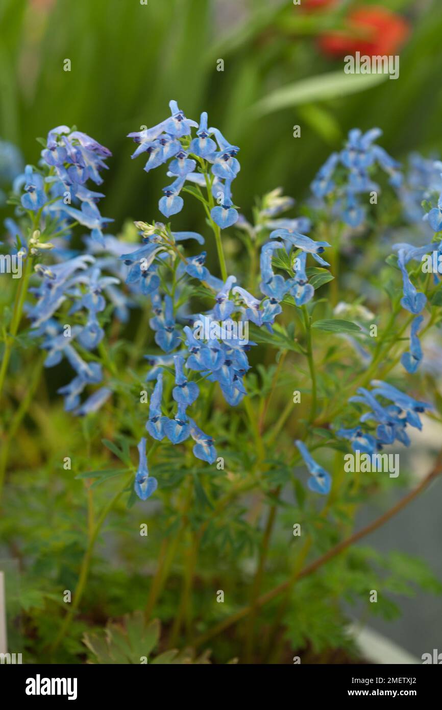 Corydalis leaf hi-res stock photography and images - Alamy