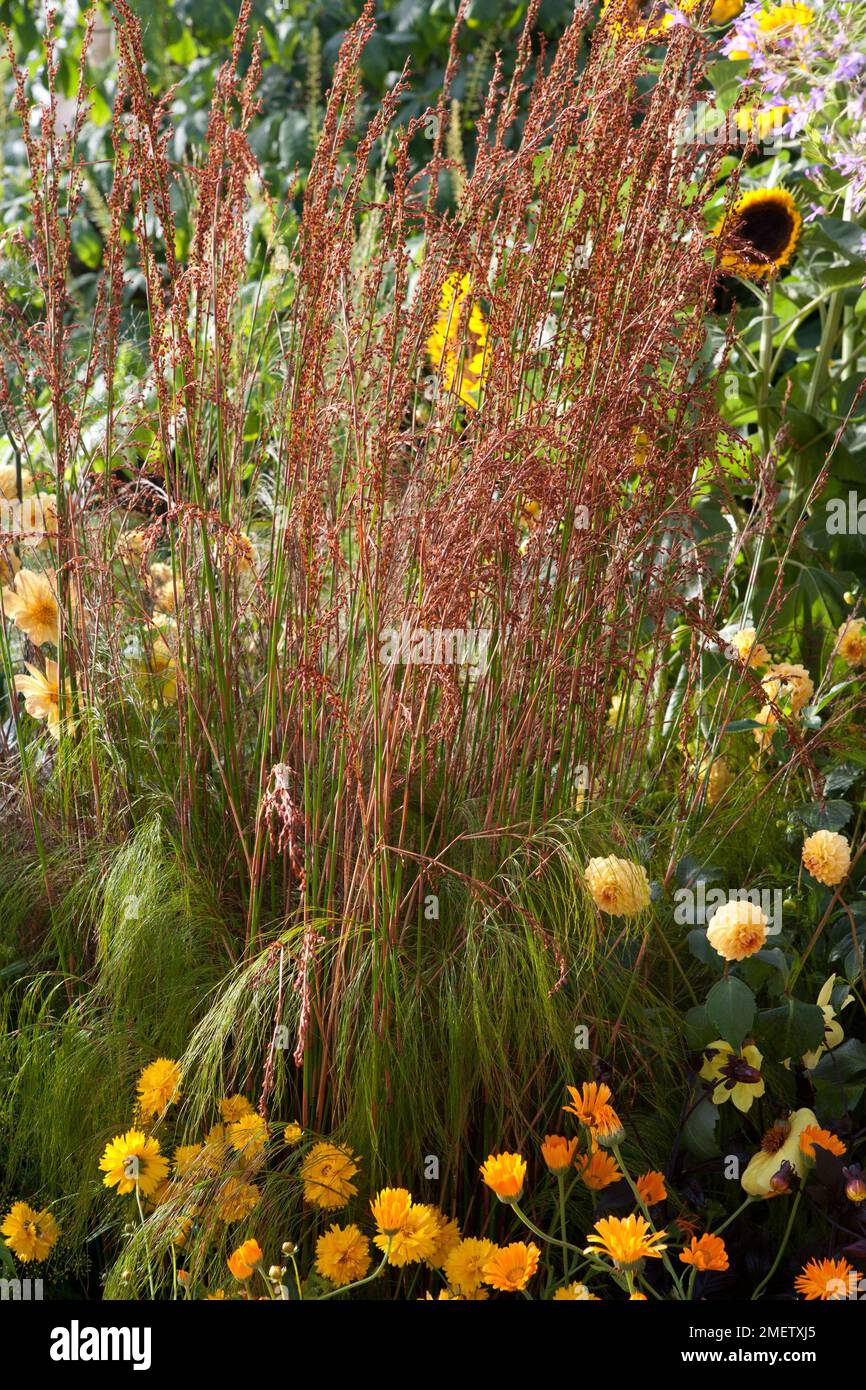 Baloskion tetraphyllum hi-res stock photography and images - Alamy