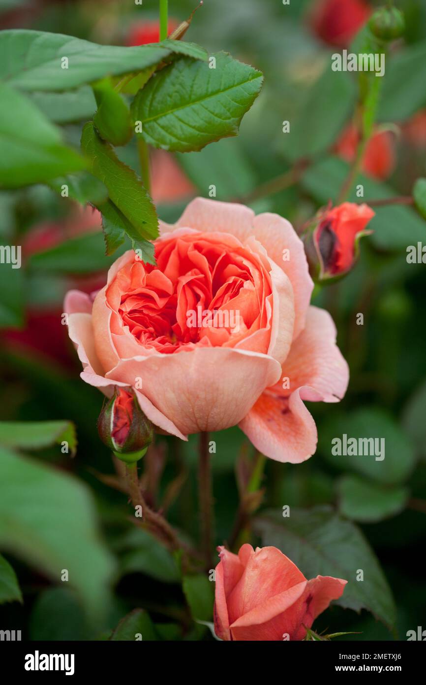 Rosa summer song hi-res stock photography and images - Alamy