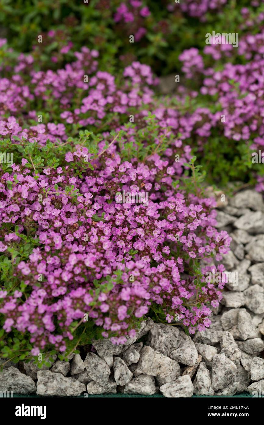 Bressingham hi-res stock photography and images - Alamy