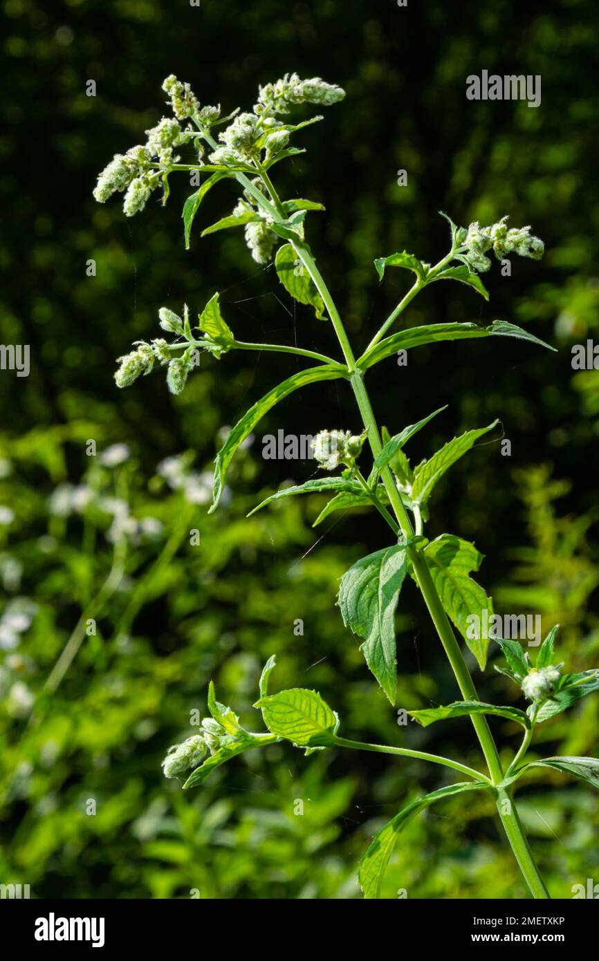 Pink Bush is a flowering plant of the family Polygonaceae, a pink ...