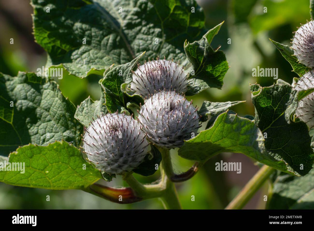 Arctium tomentosum, commonly known as the woolly burdock or downy ...